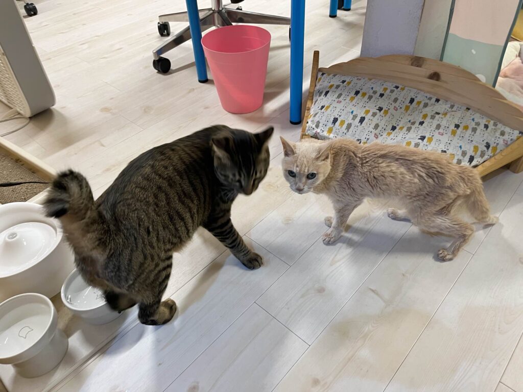 新入猫社員のお知らせ | 株式会社qnote