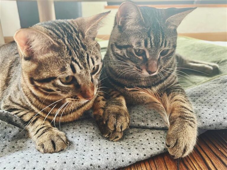 qnote 24期目を迎えて – 新たな挑戦と変革の扉を開く | 株式会社qnote